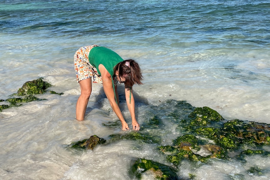 What seaweed can you eat from the beach?