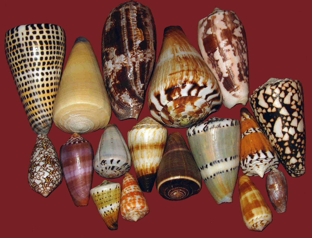 What shells are poisonous?