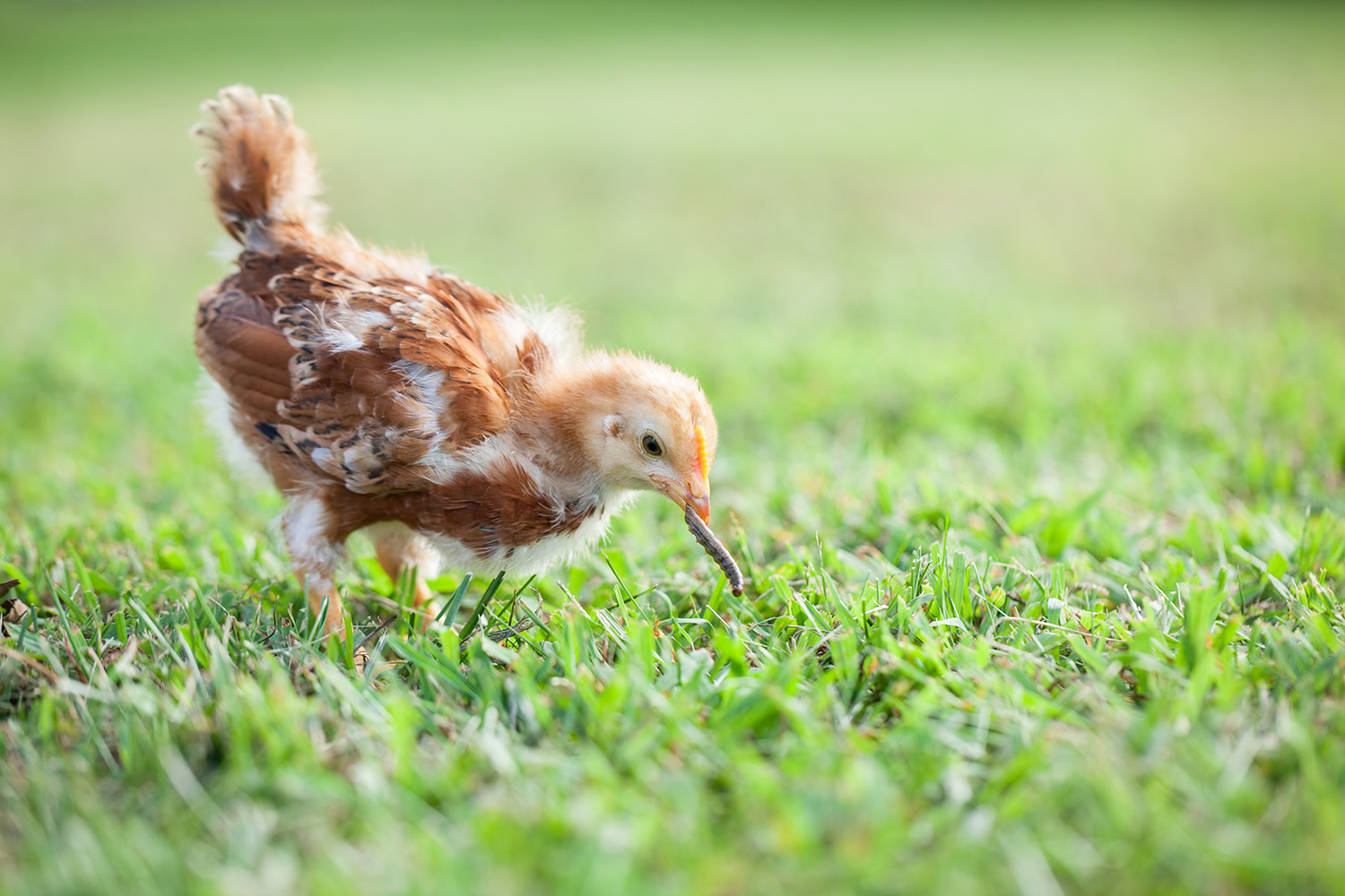 What should I do if my chickens poop has worms?
