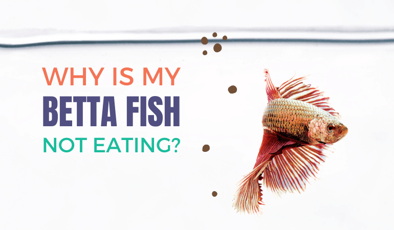 What should I do if my fish is not eating?