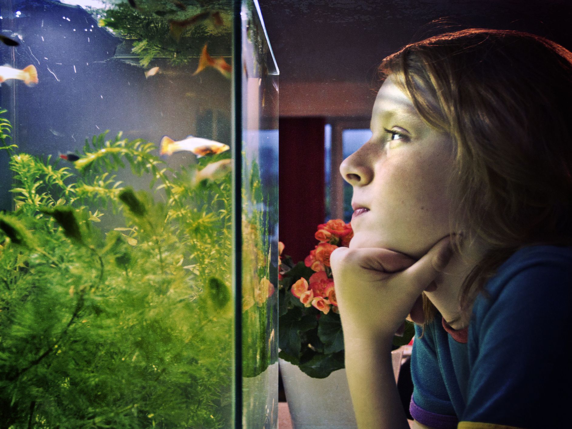 What should I look for when buying fish from a aquarium?