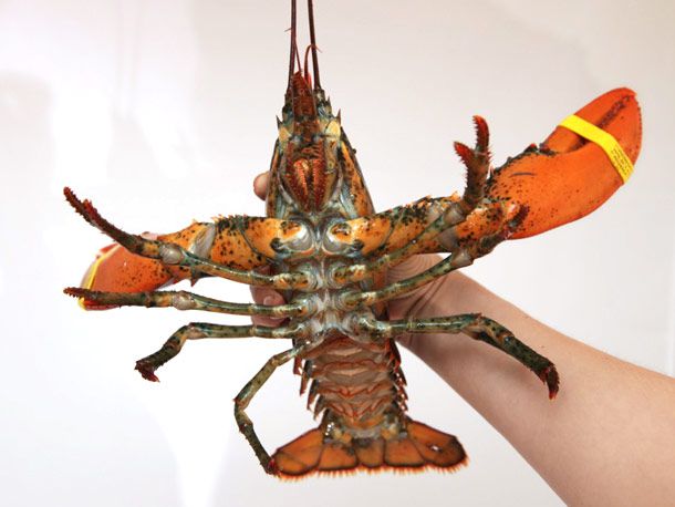 What should I look for when buying lobster?