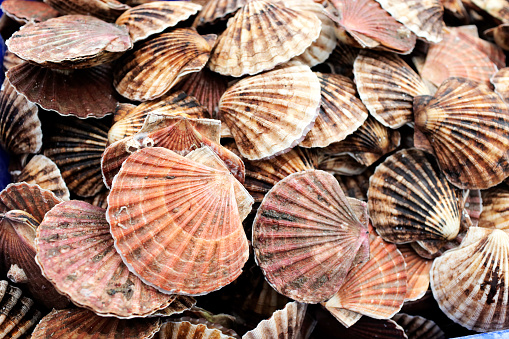 What should scallops look like?