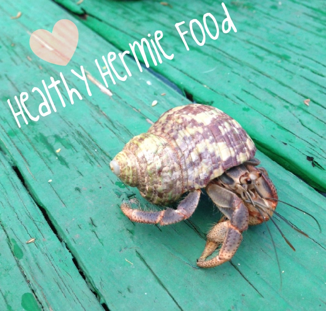 What should you not feed a hermit crab?