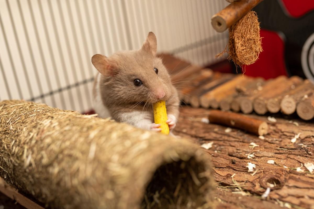 What should you not feed rats or mice?