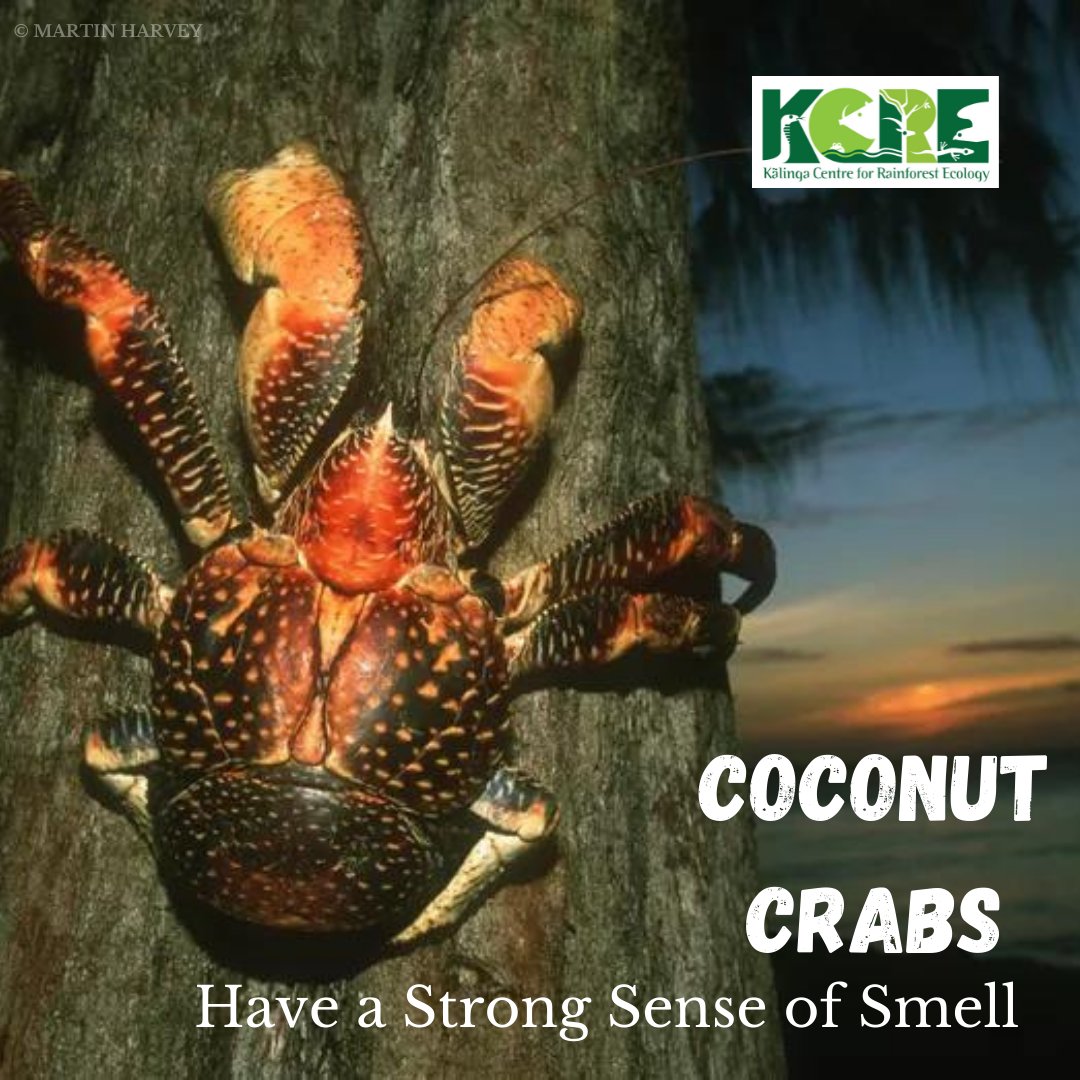What smell attracts crabs?