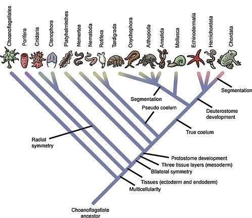 What species have a common ancestor?