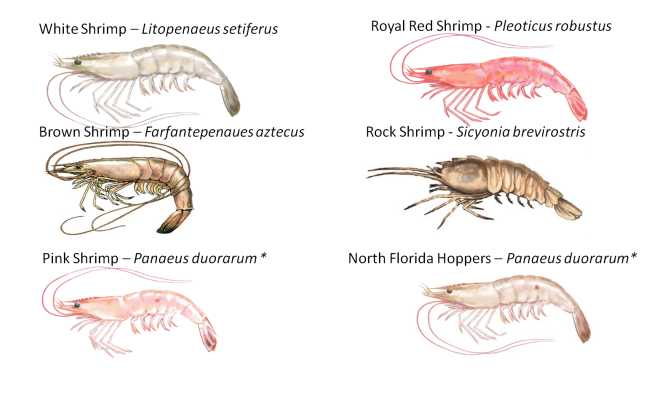 What species of shrimp are farmed?