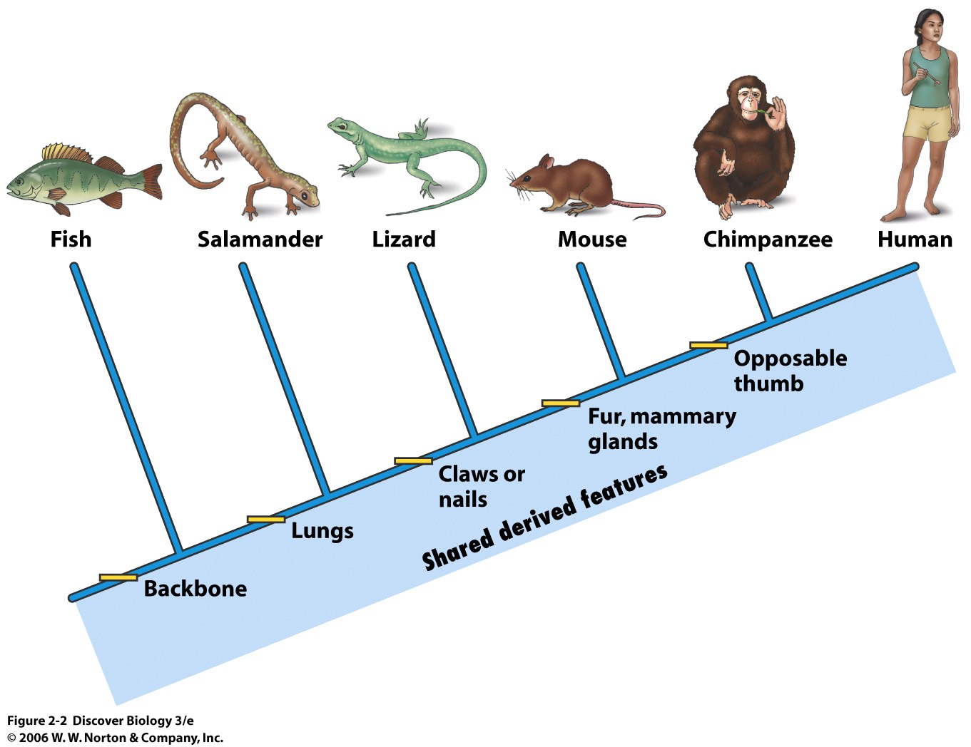 What species share a common ancestor?