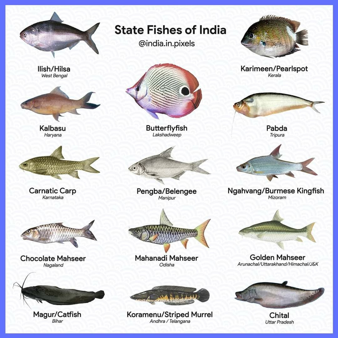 What state does not have a state fish?