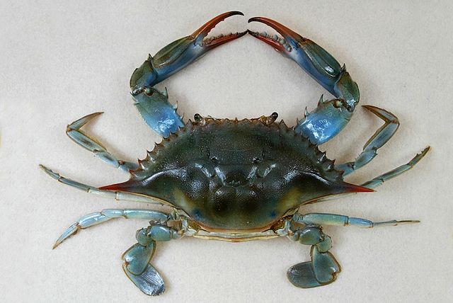 What state produces the most blue crabs?