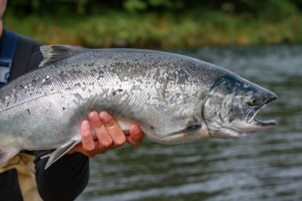 What steps have been taken to protect the ecosystem in Alaska to protect salmon fisheries?