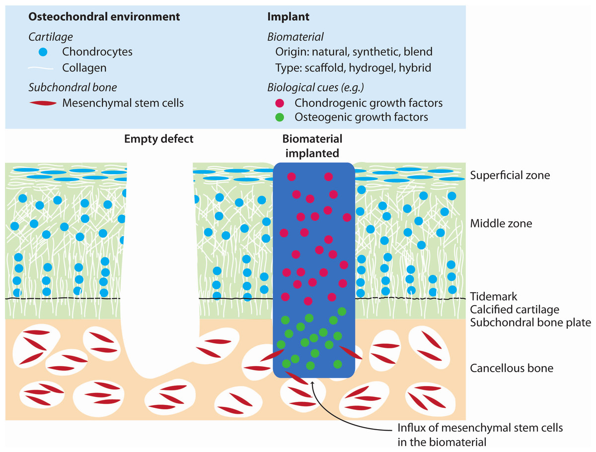 What stimulates bone marrow growth?