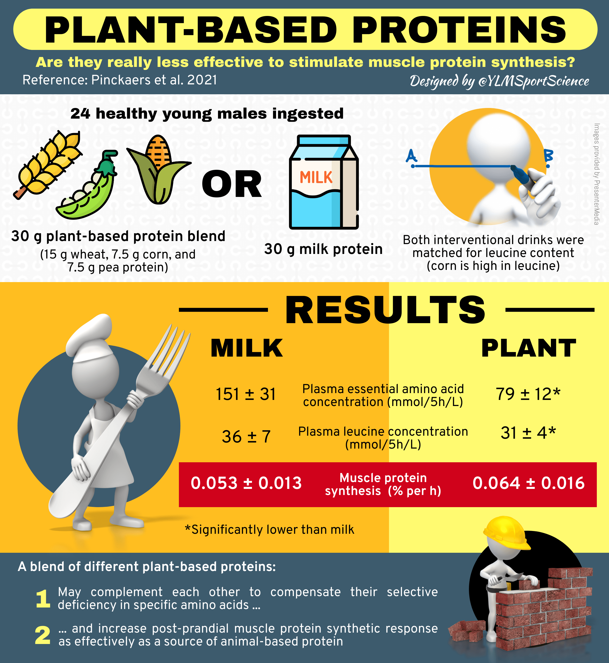 What stimulates muscle protein synthesis?