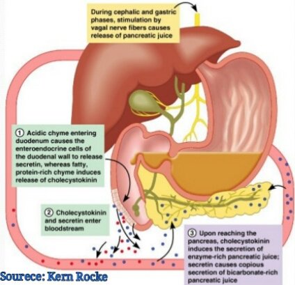 What stimulates pancreatic digestive enzymes?