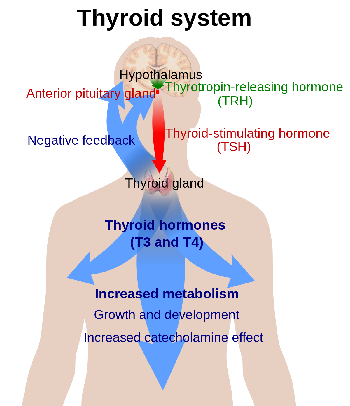 What stimulates thyroid activity?