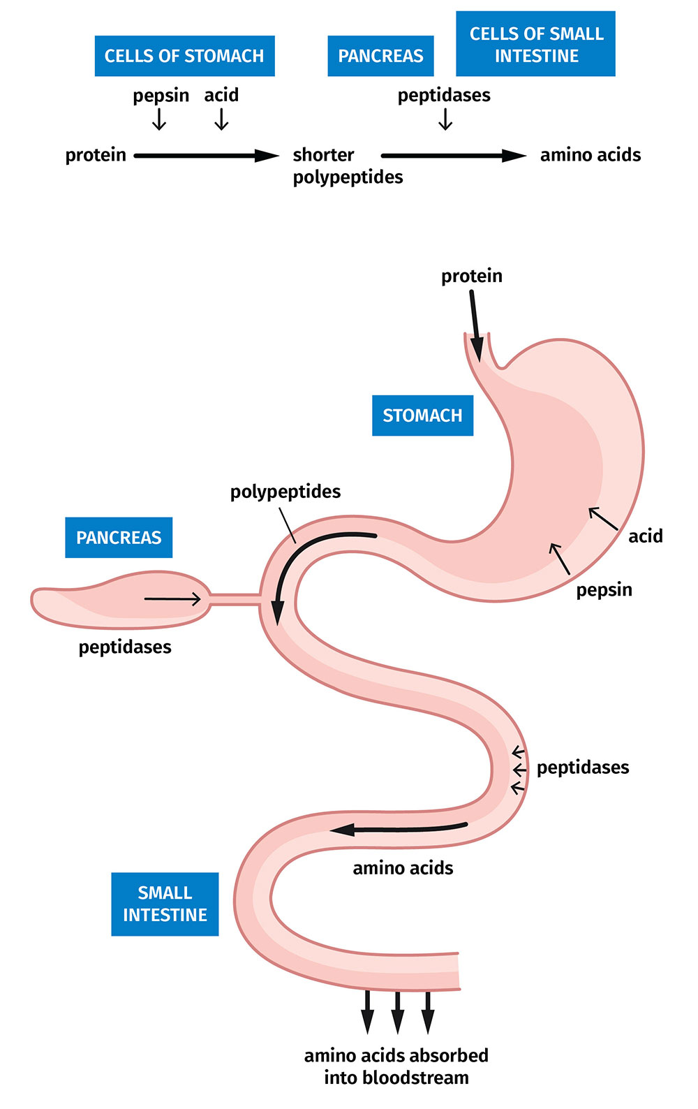 What stops protein absorption?