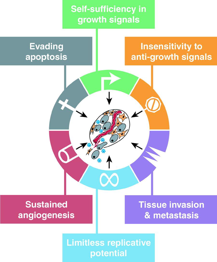 What stops tumors from growing?