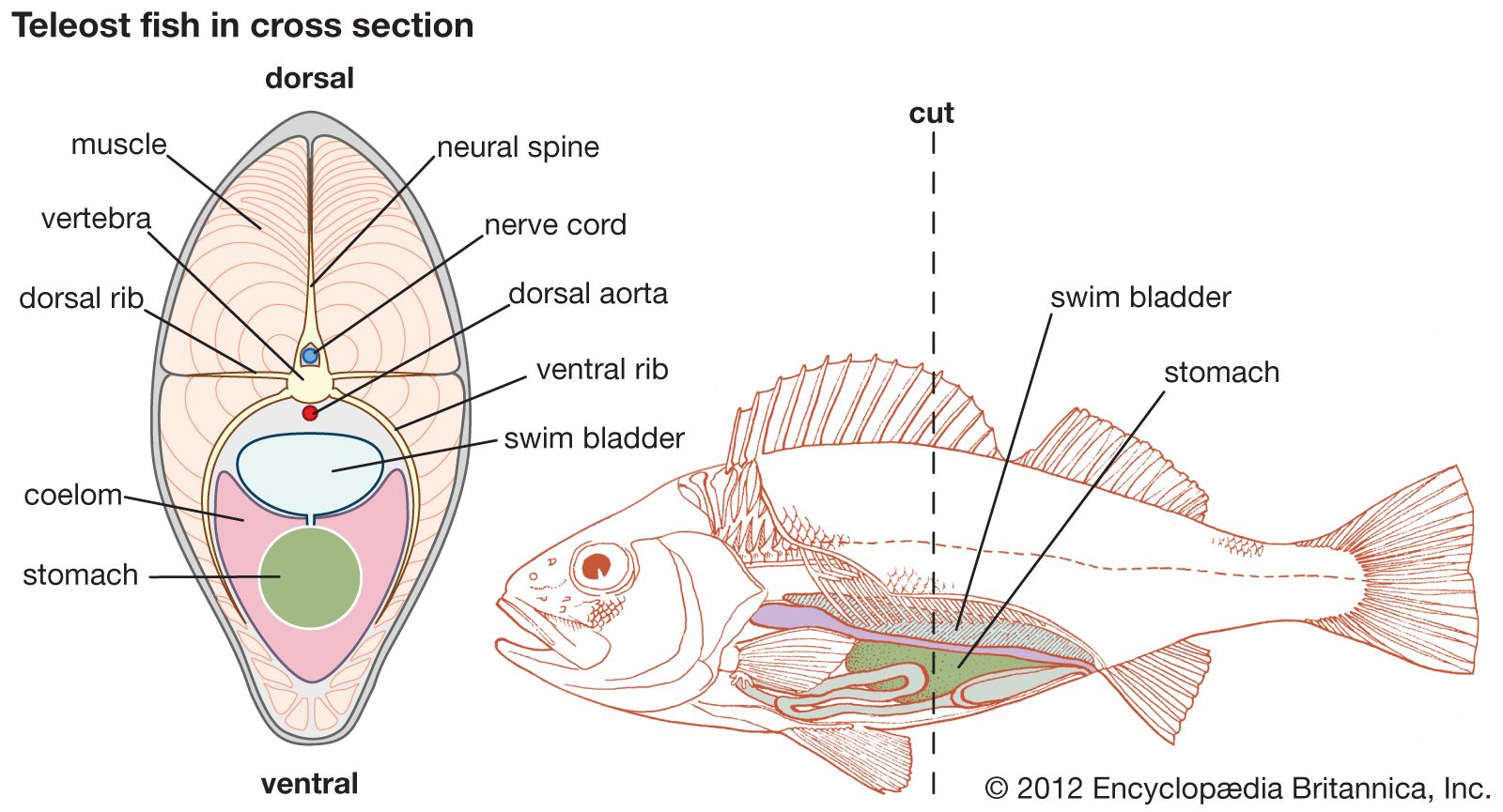 What structures help bony fishes swim?