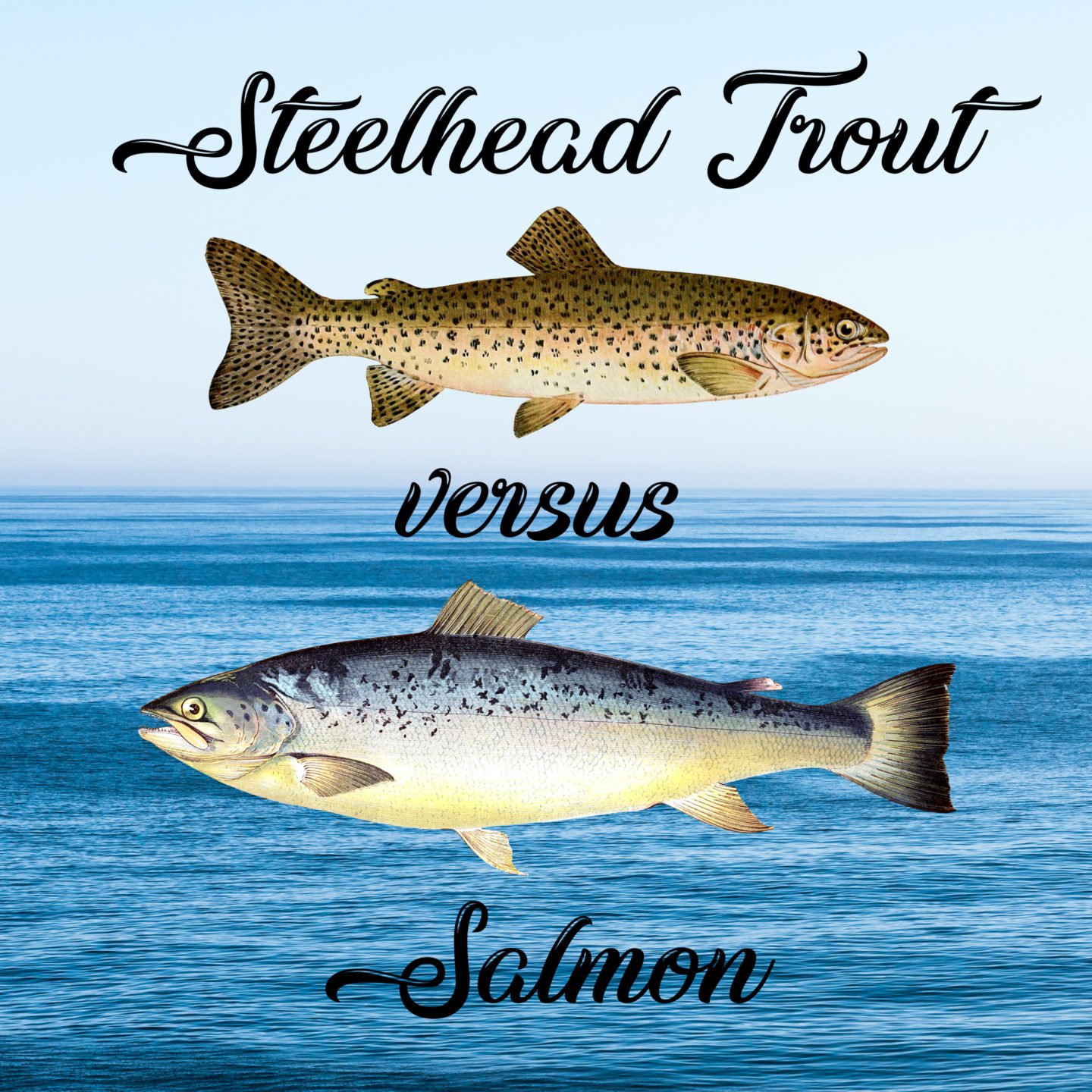 What tastes better salmon or steelhead?