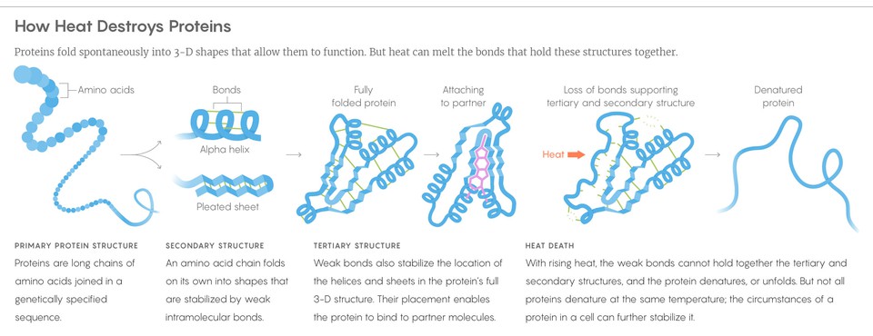 What temperature destroys proteins?