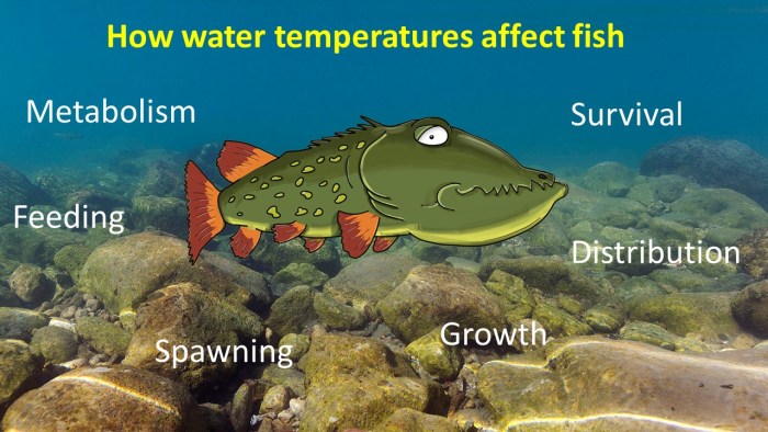 What temperature is bad for fish?