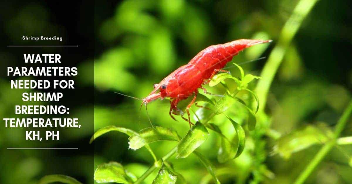 What temperature is good for freshwater shrimp?