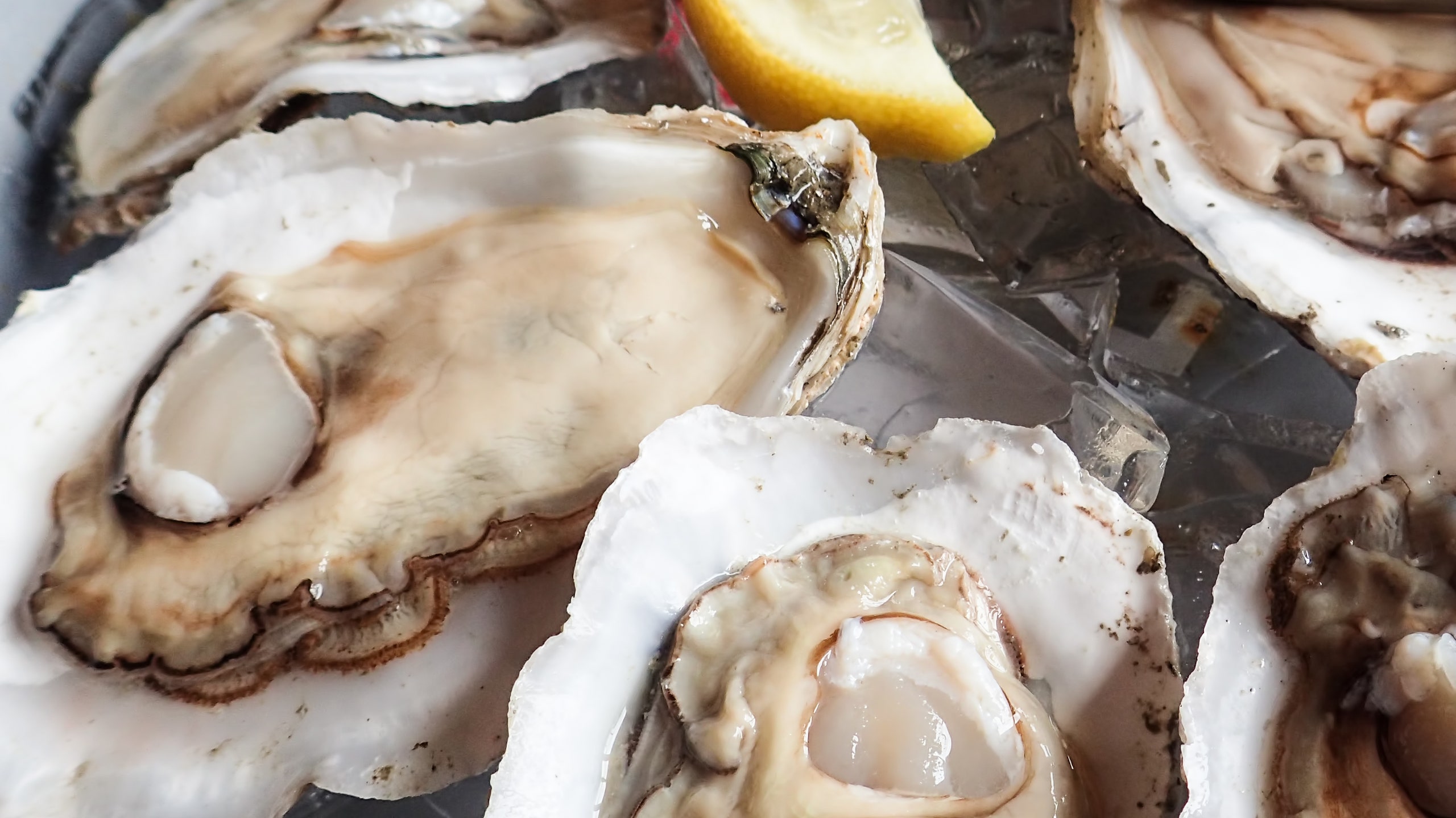 What temperature is too cold for oysters?
