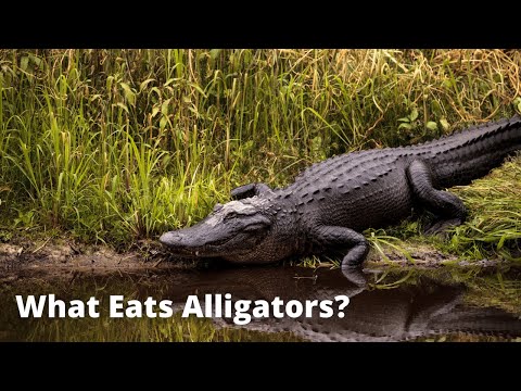 What time of day are alligators most active?