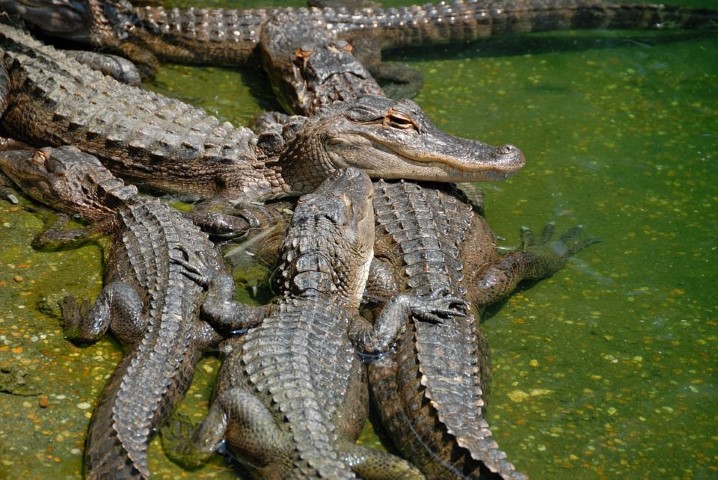 What time of year are alligators most active?