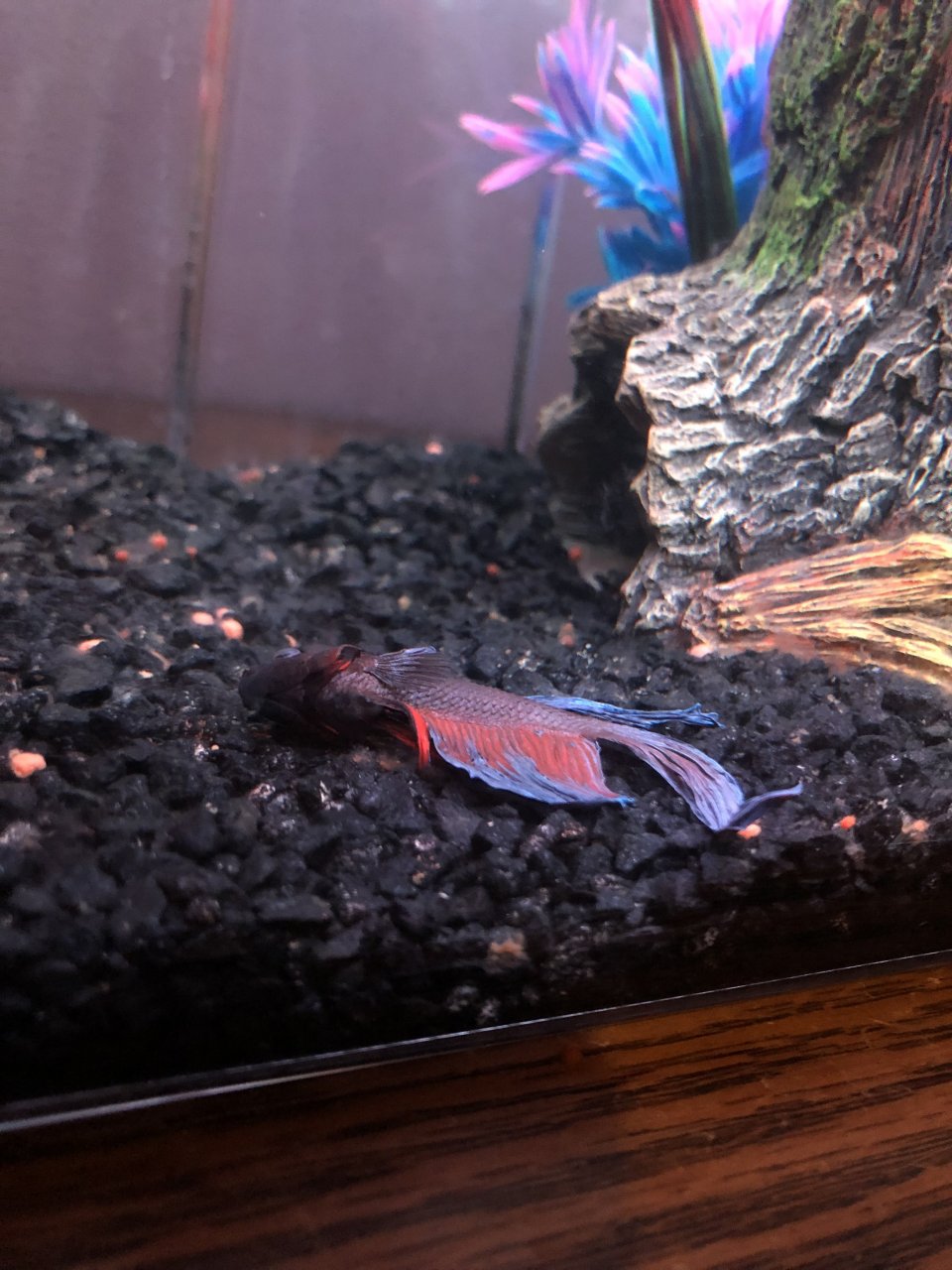 What to do if a fish is laying on its side at the bottom?