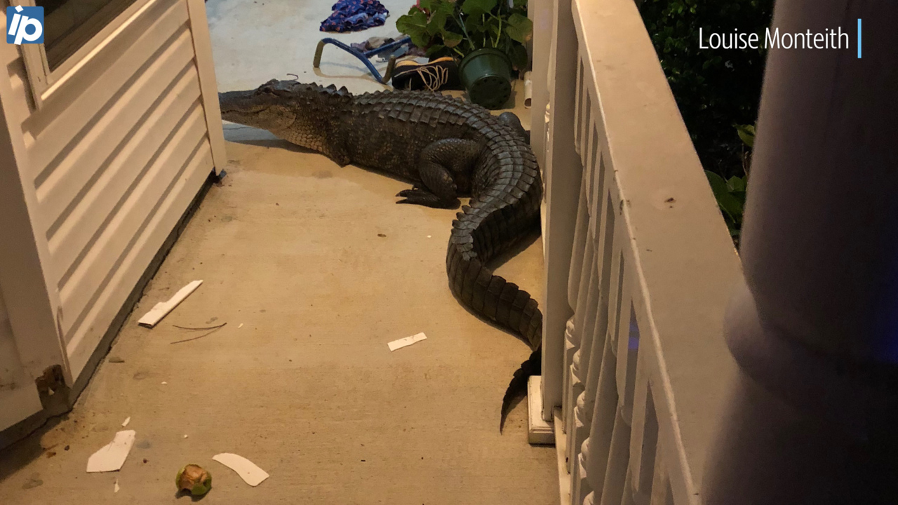 What to do if there's an alligator in your yard?