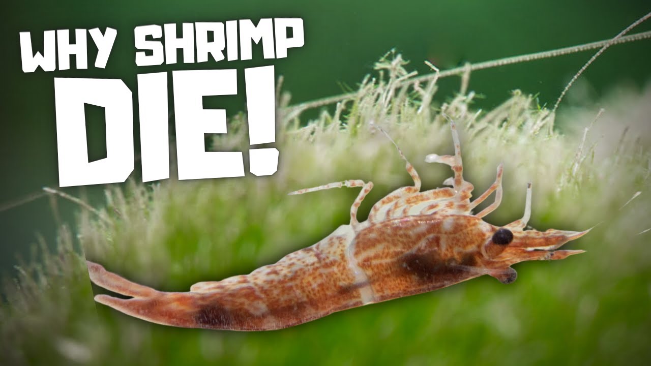 What to do if your shrimp are dying?