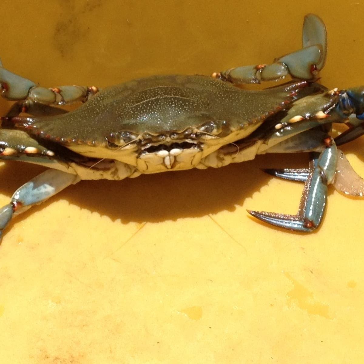 What to do with crab after you catch them?