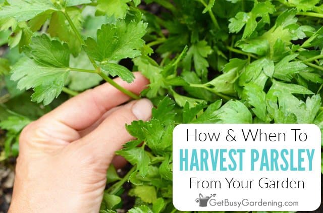What to do with parsley after you pick it?