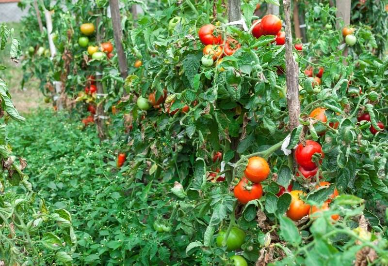 What to put on tomatoes to make them grow fast?