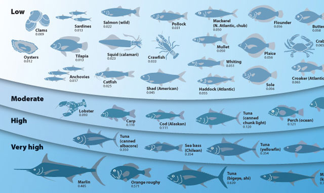 What tuna has the least mercury?