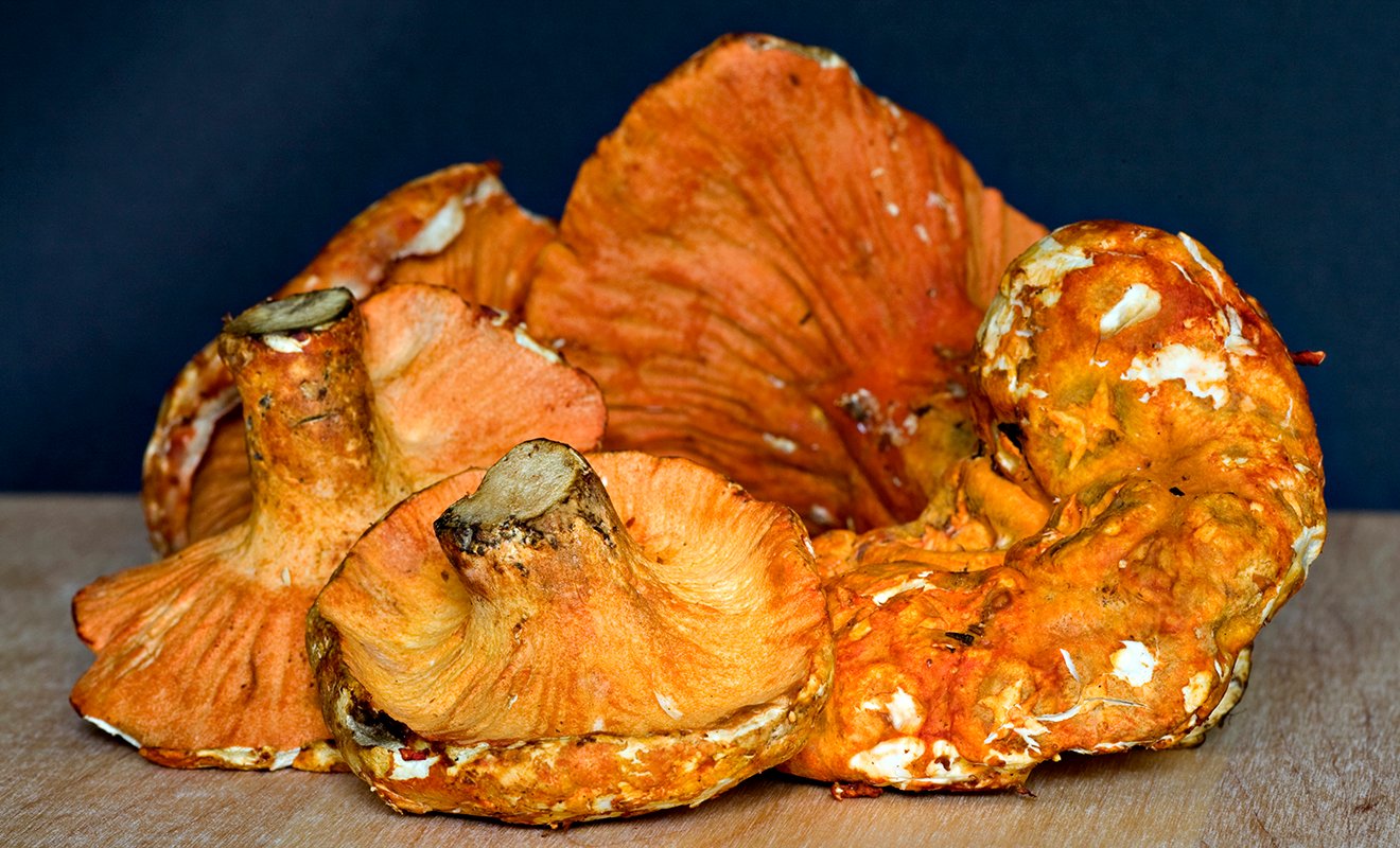 What turns into a lobster mushroom?