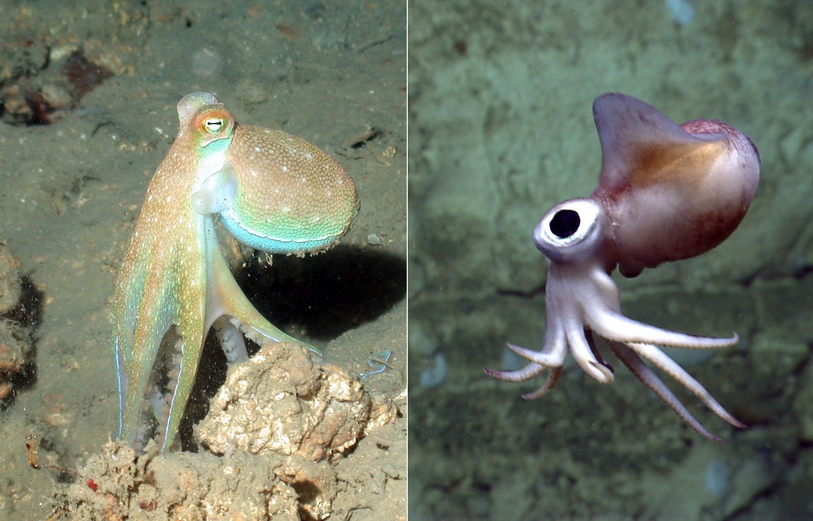 What type of animal are squids and octopus?