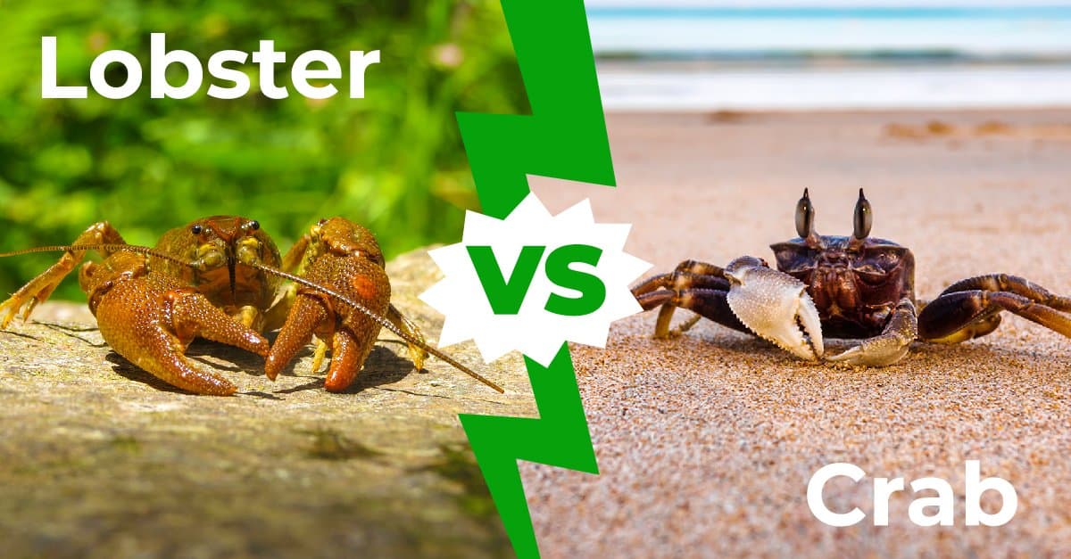 What type of animal is a lobster and crab?