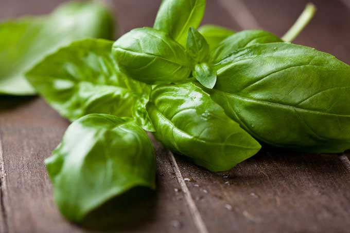 What type of basil is used for cooking?