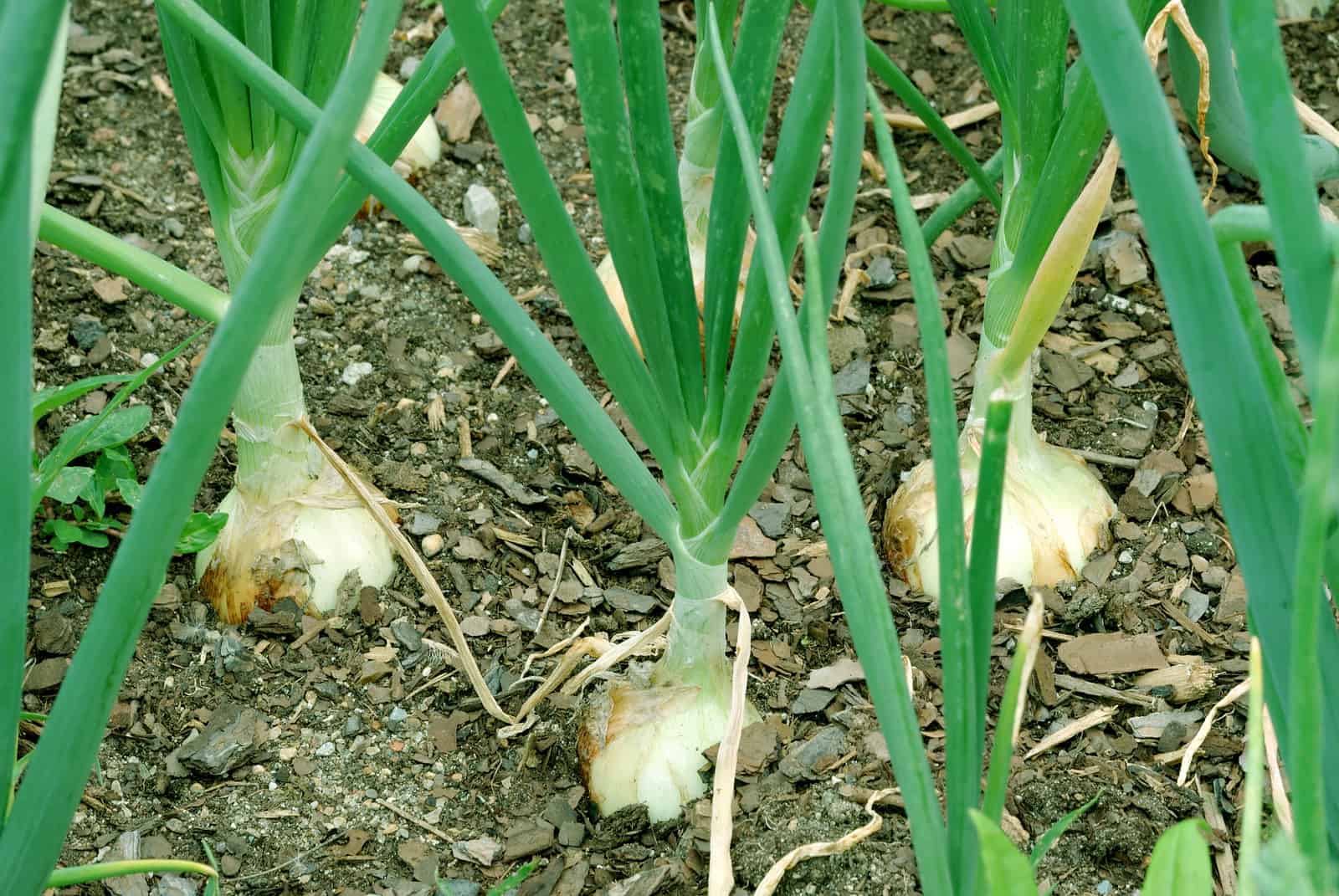 What type of bulb is an onion?