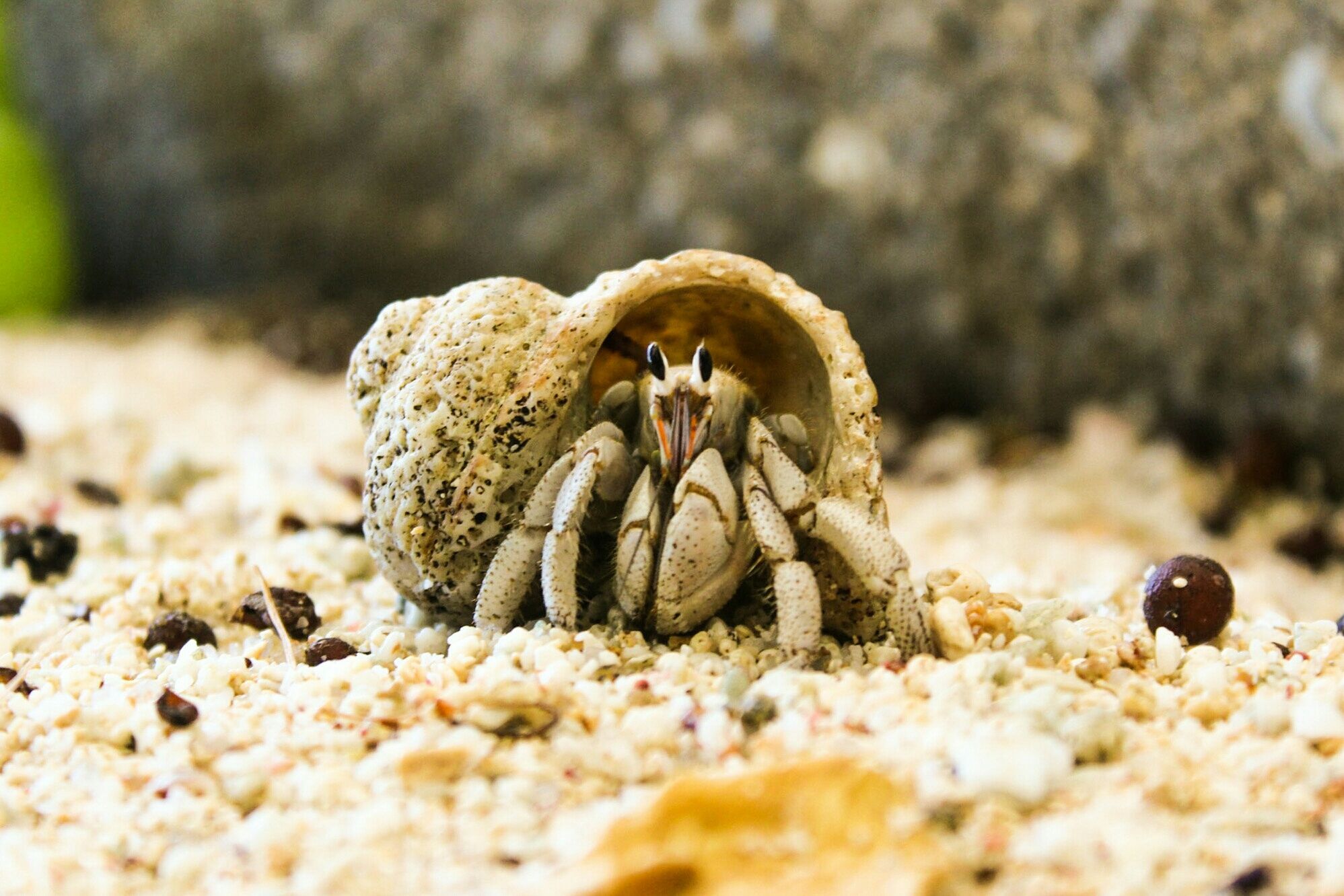 What type of cage is best for a hermit crab?