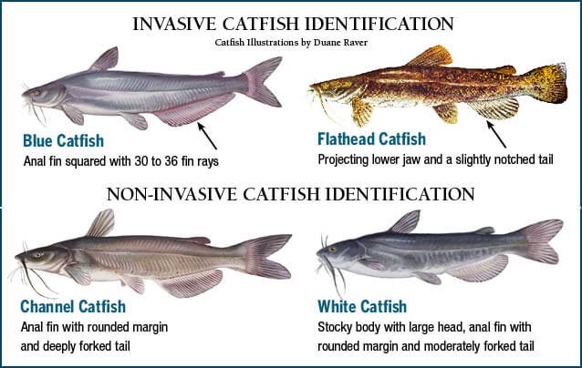 What type of catfish is best to eat?