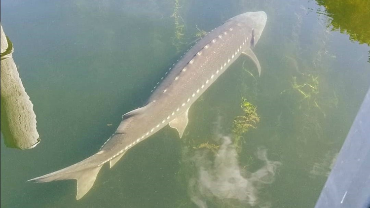 What type of fish are in Fish Lake Washington?