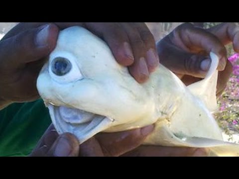 What type of fish has one eye?