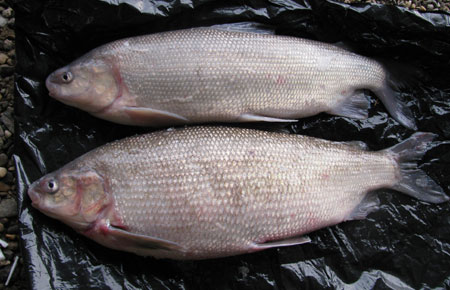 What type of fish is Alaskan whitefish?