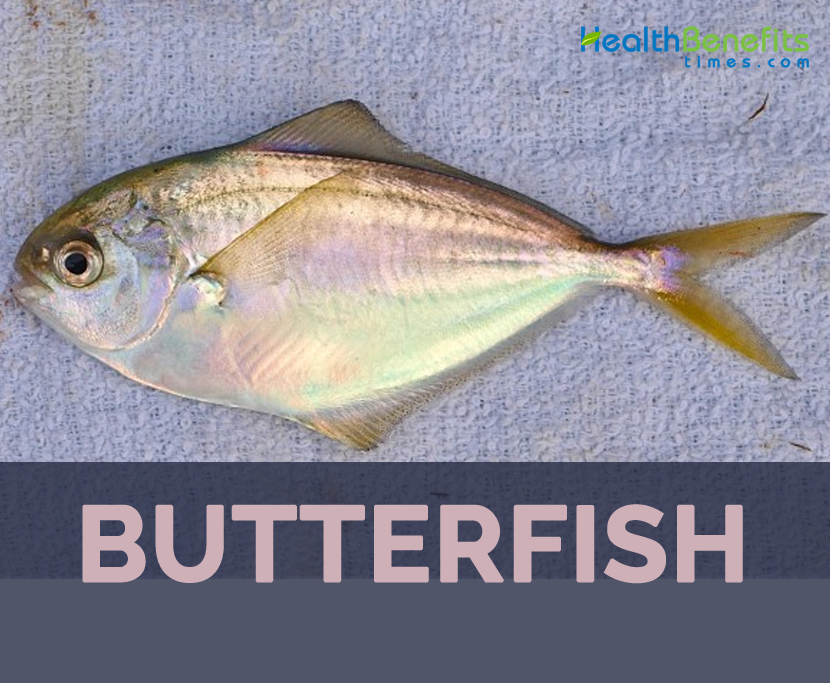 What type of fish is butterfish?