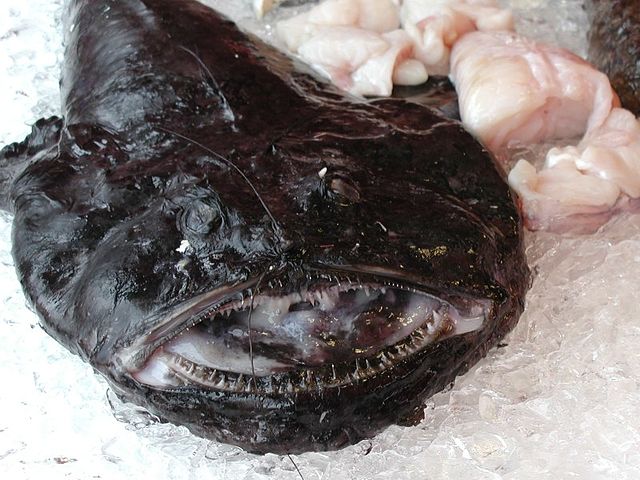 What type of fish is monkfish?