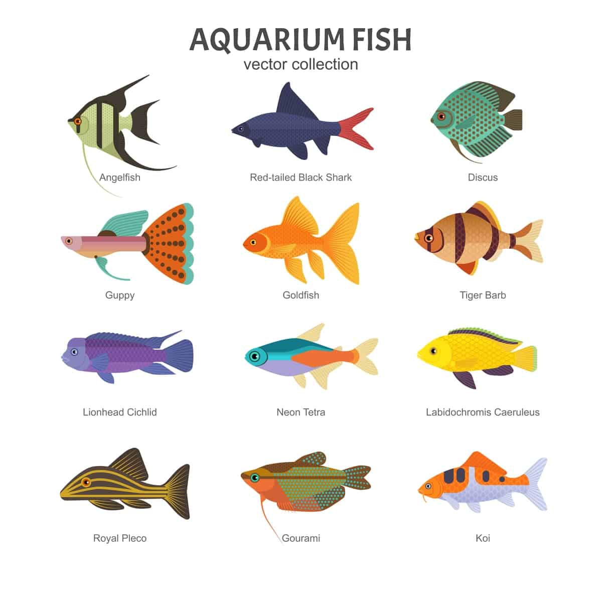 What type of fish is most common in aquariums?